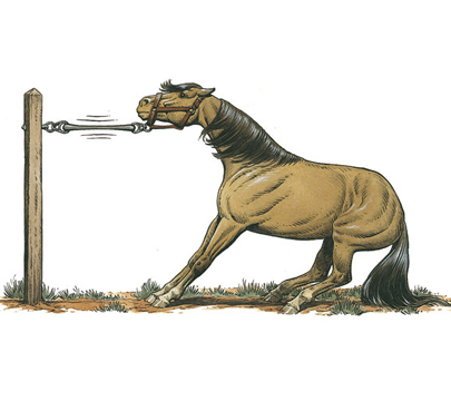 What is it - Badifarm