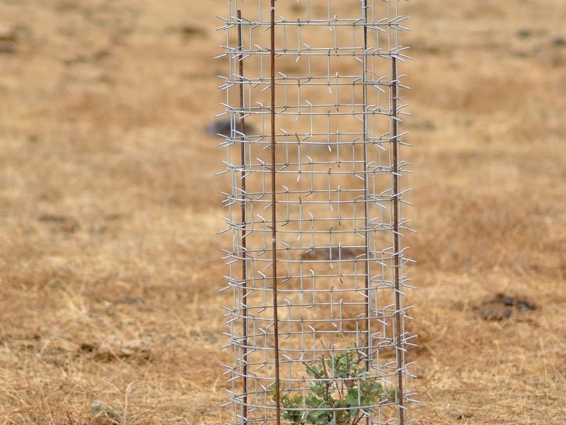 Rete Cactus protector - Badifarm